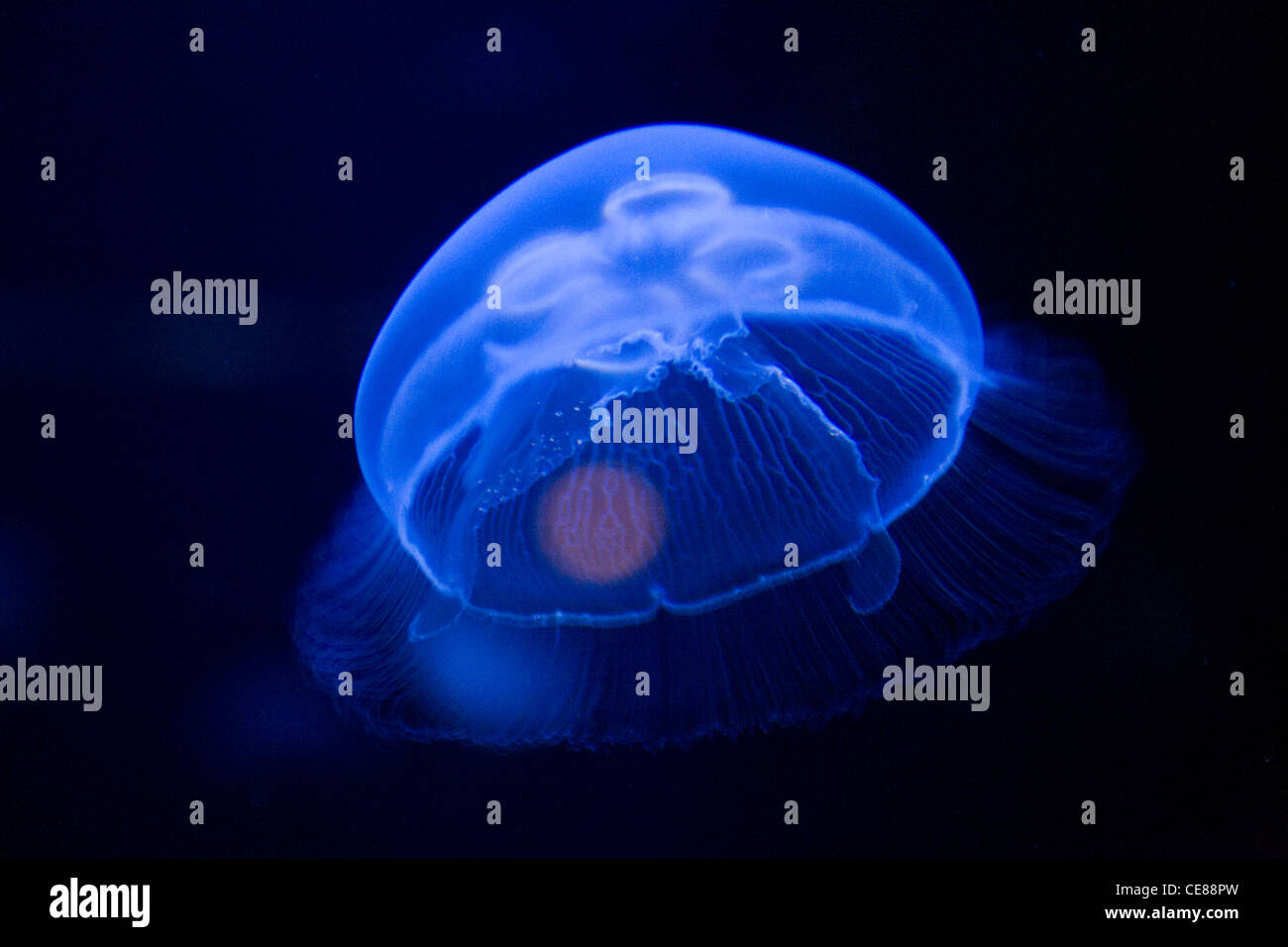 Fish of crete hi-res stock photography and images - Alamy