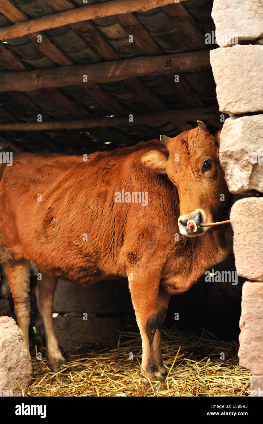 portrait of a cow Stock Photo - Alamy