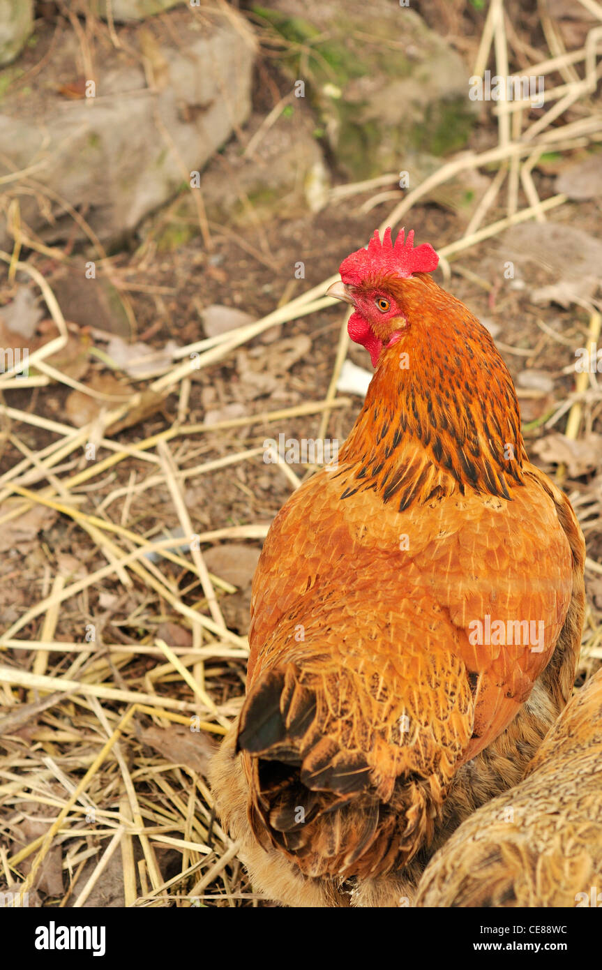 portrait of a hen Stock Photo - Alamy