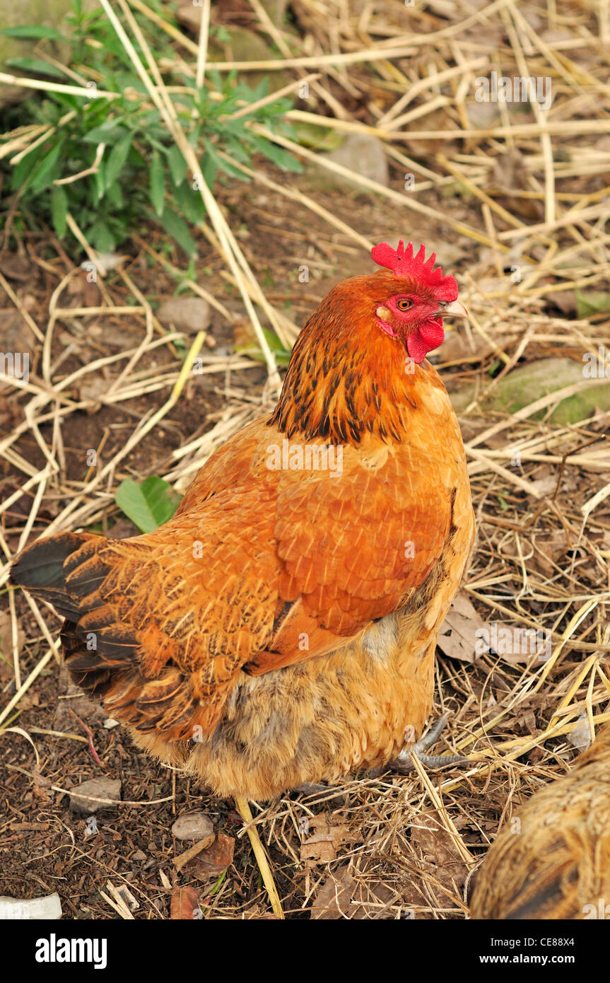 portrait of a hen Stock Photo - Alamy