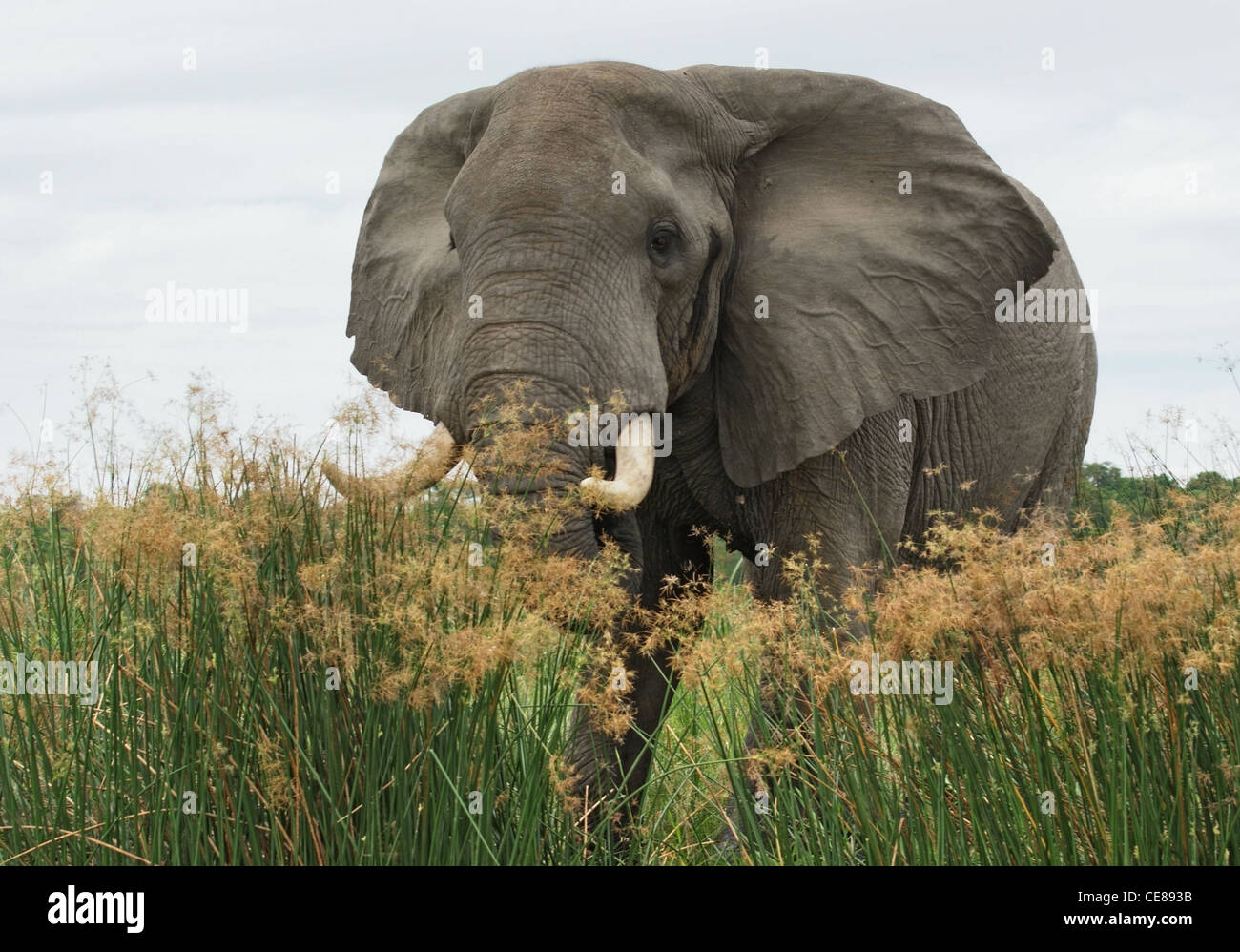 a elephant in Uganda (Africa) in high grassy environment Stock Photo ...