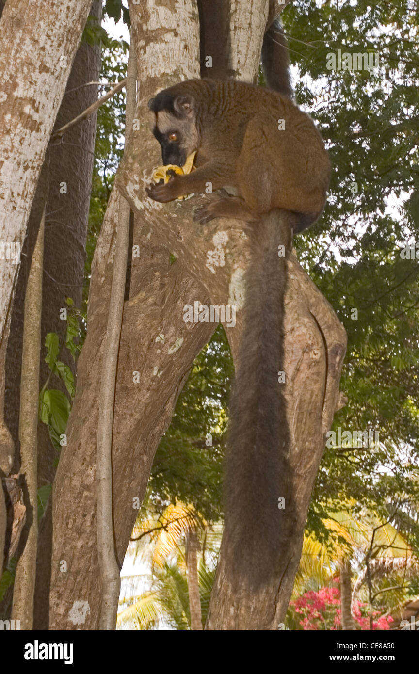 INDIAN OCEAN, MAYOTTE, Ngoudja, Brown Lemur, Lemur Fulvus, eating a ...