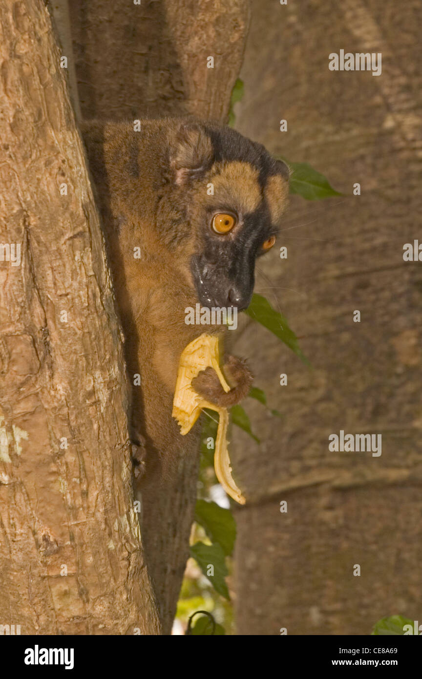 INDIAN OCEAN, MAYOTTE, Ngoudja, Brown Lemur, Lemur Fulvus, eating a ...