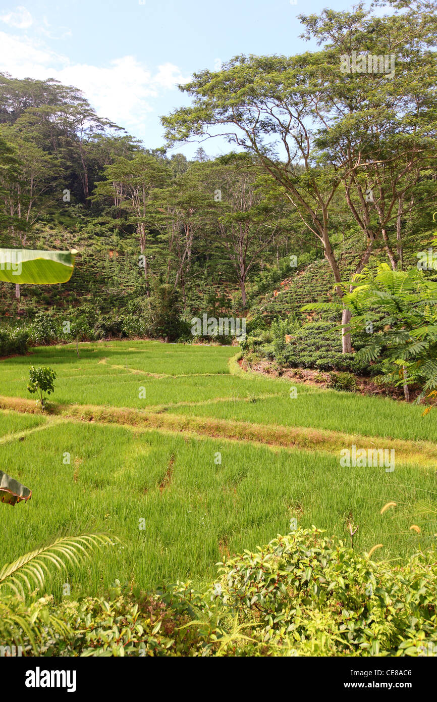 Paddy Fields Sri Lanka High Resolution Stock Photography and Images - Alamy