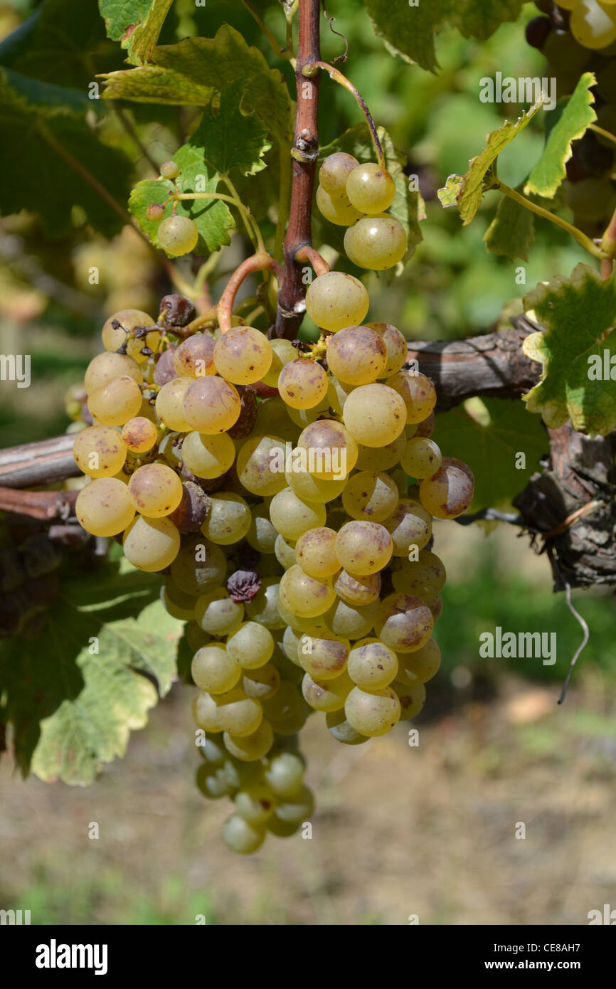 Quality of wine Stock Photo - Alamy