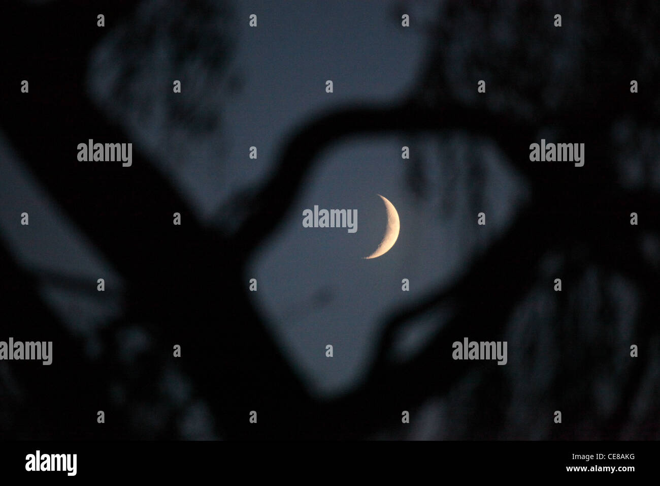 thin crescent moon shining through a gap in a tree Stock Photo - Alamy
