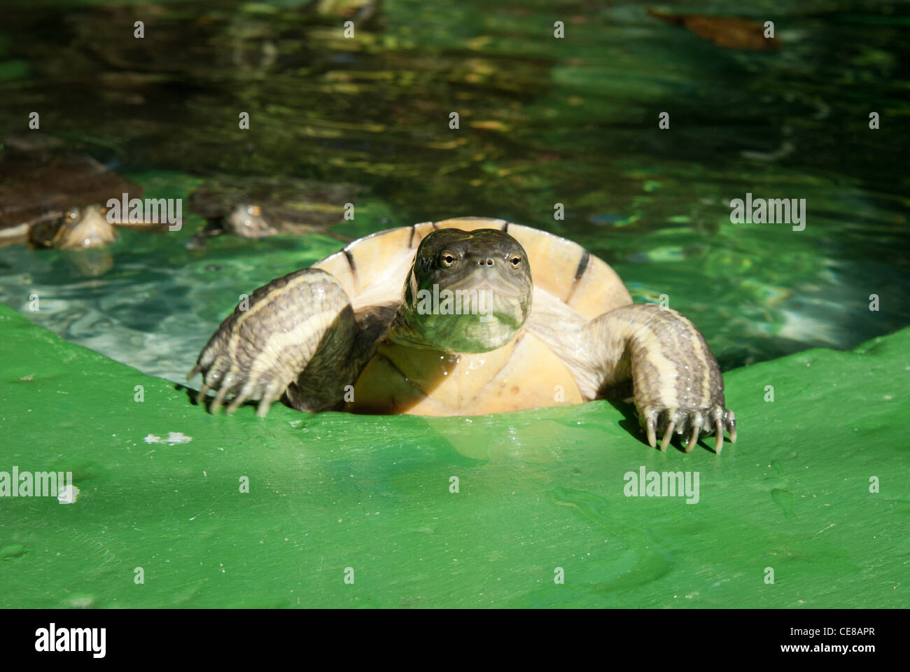Cuba turtle hi-res stock photography and images - Alamy
