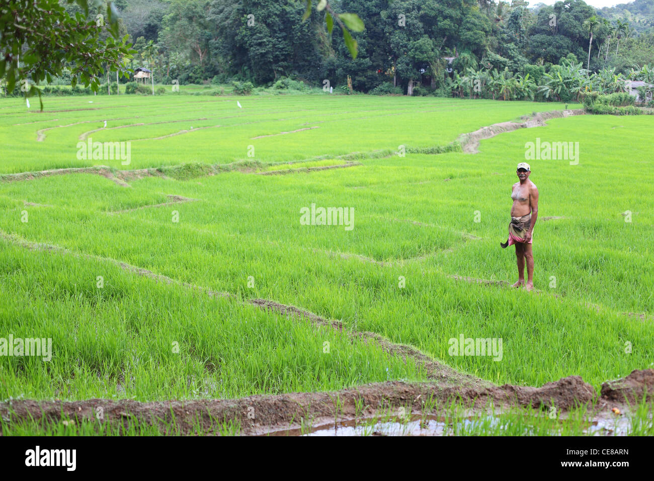 Sri Lanka, Province of Uva, near the village of Randeniya, green rice ...