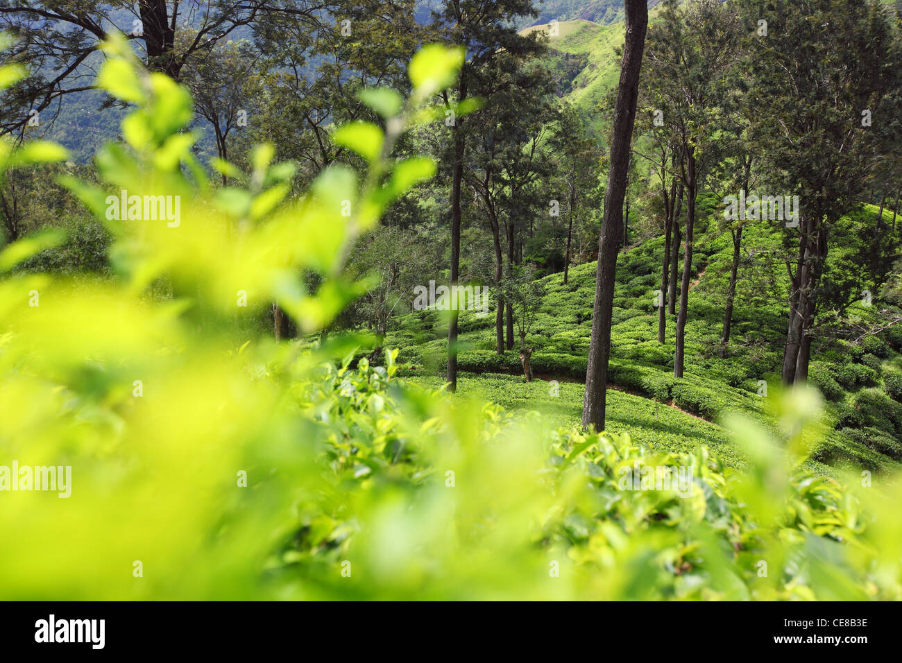 Sri Lanka, Province of Uva, Ella Passara road, south of Badulla, tea ...