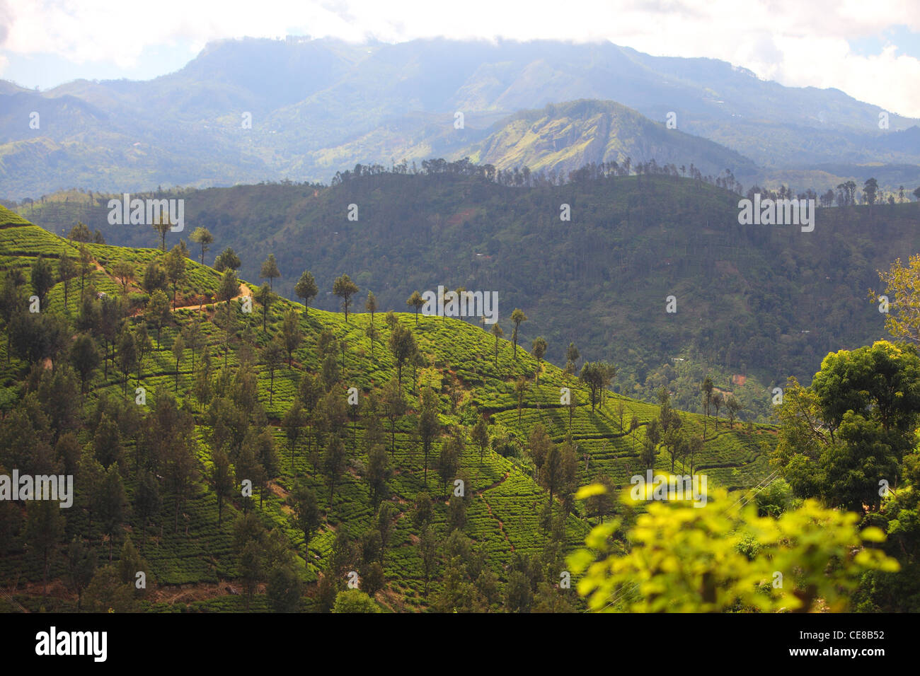 Uva highlands hi-res stock photography and images - Alamy