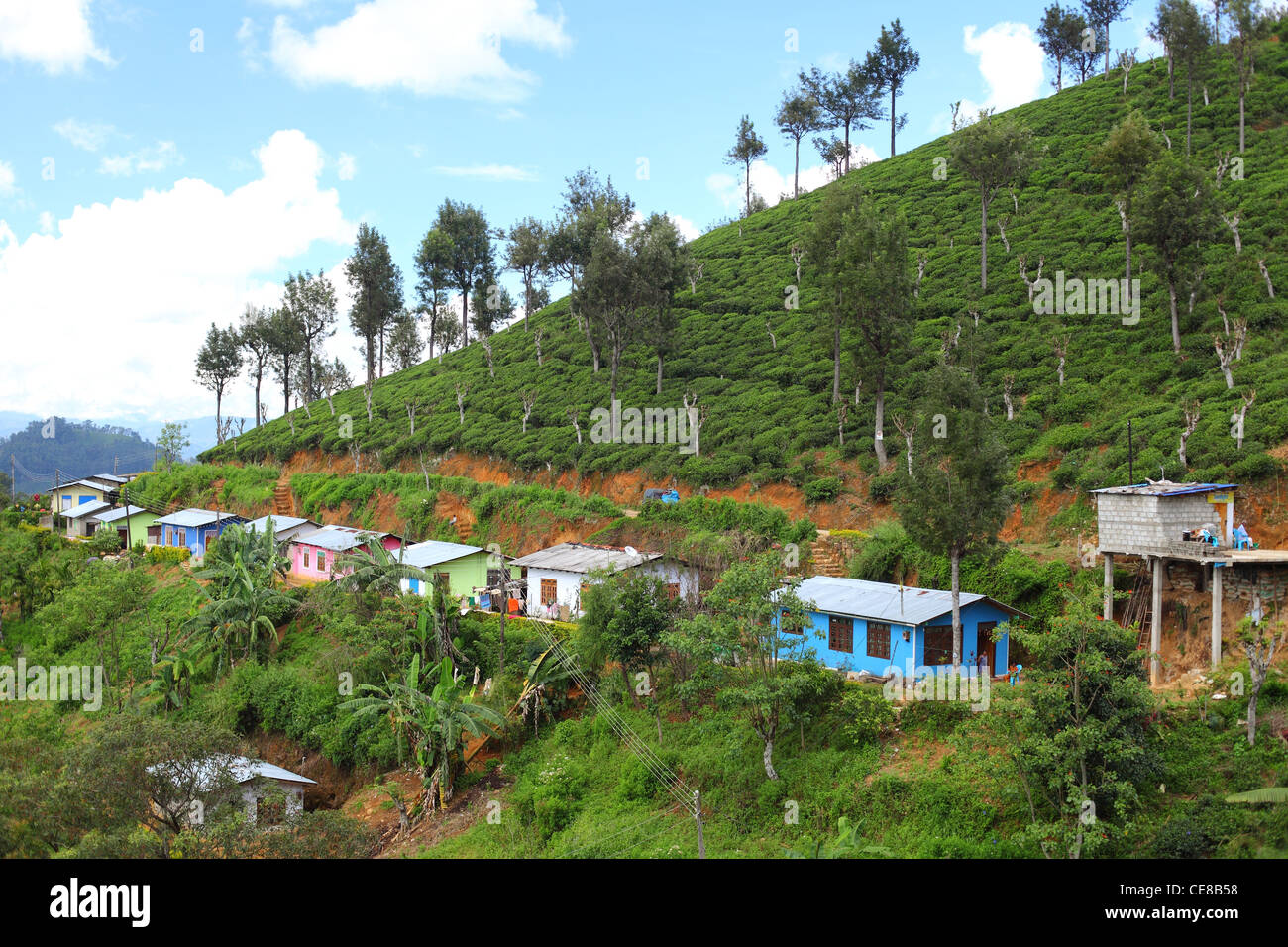 Sri Lanka, Province of Uva, Ella Passara road, south of Badulla, tea ...