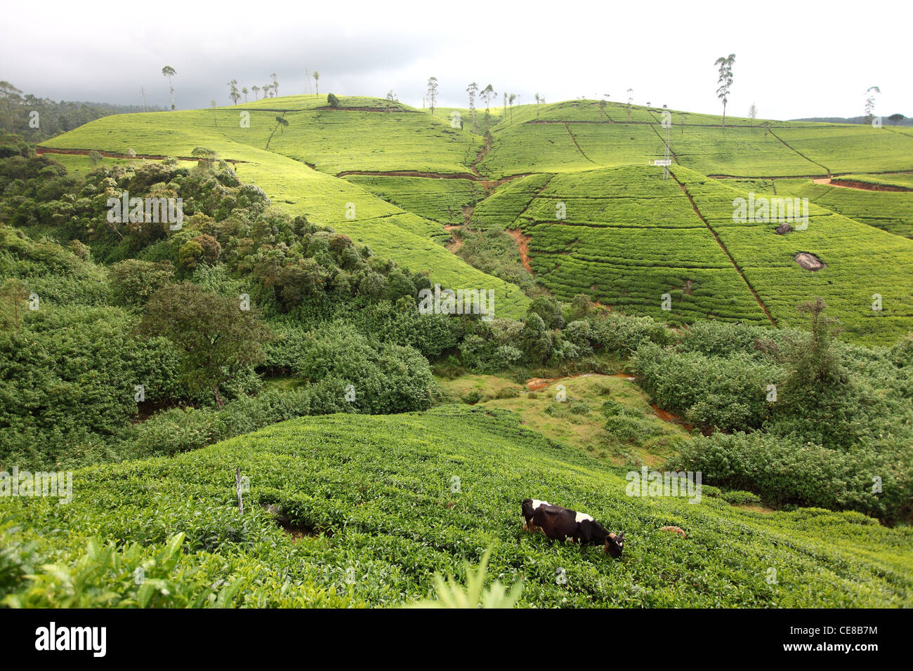 Sri Lanka, Central Province, south of Kandy, Inverness estate, Nuwara ...