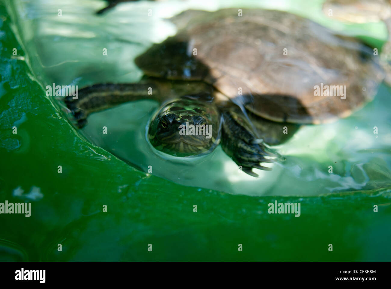 Cuba turtle hi-res stock photography and images - Alamy