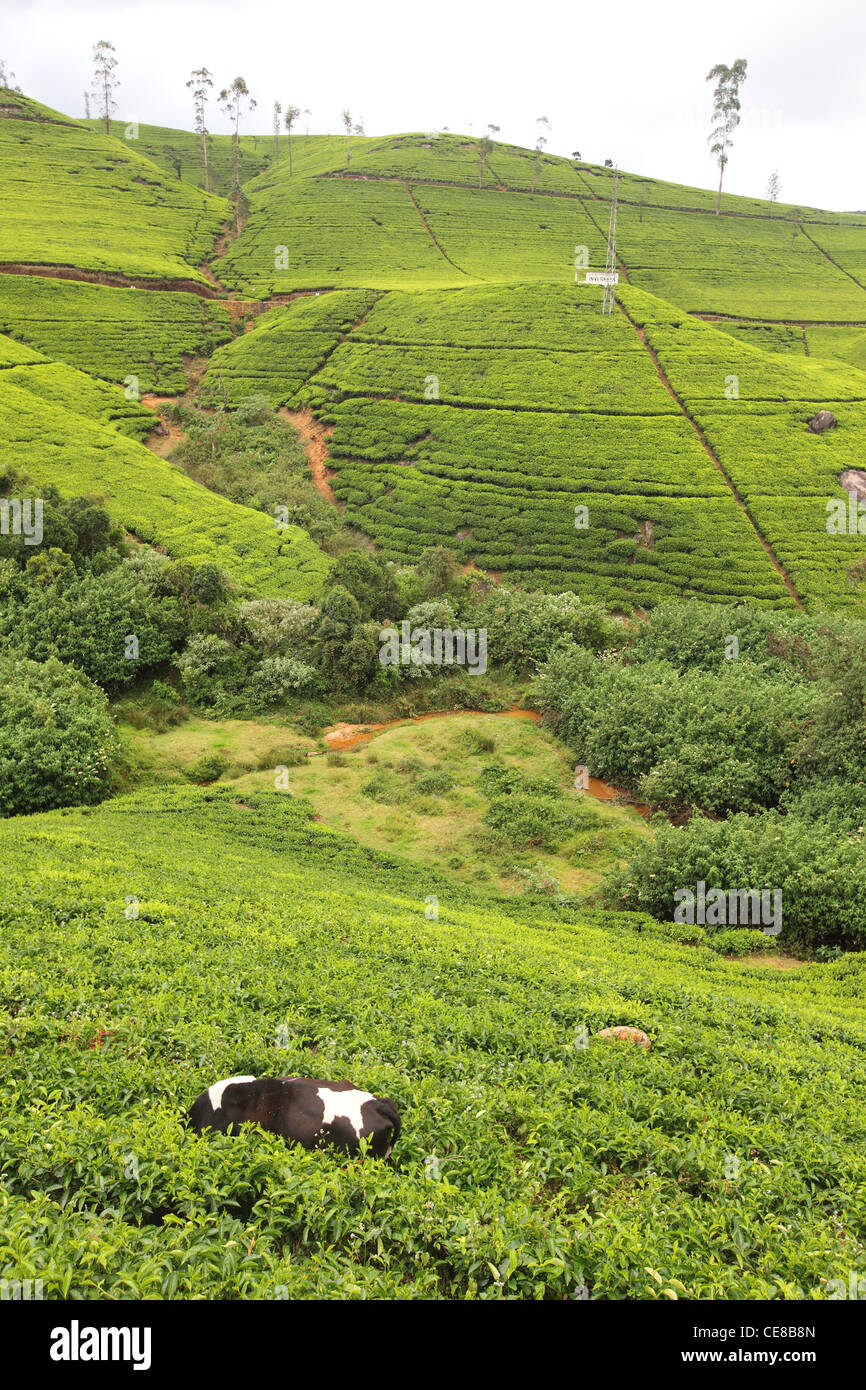Sri Lanka, Central Province, south of Kandy, Inverness estate, Nuwara ...