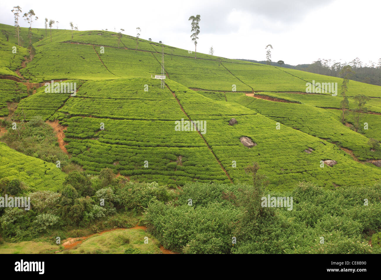Sri Lanka Kandy Tea Estate High Resolution Stock Photography and Images ...