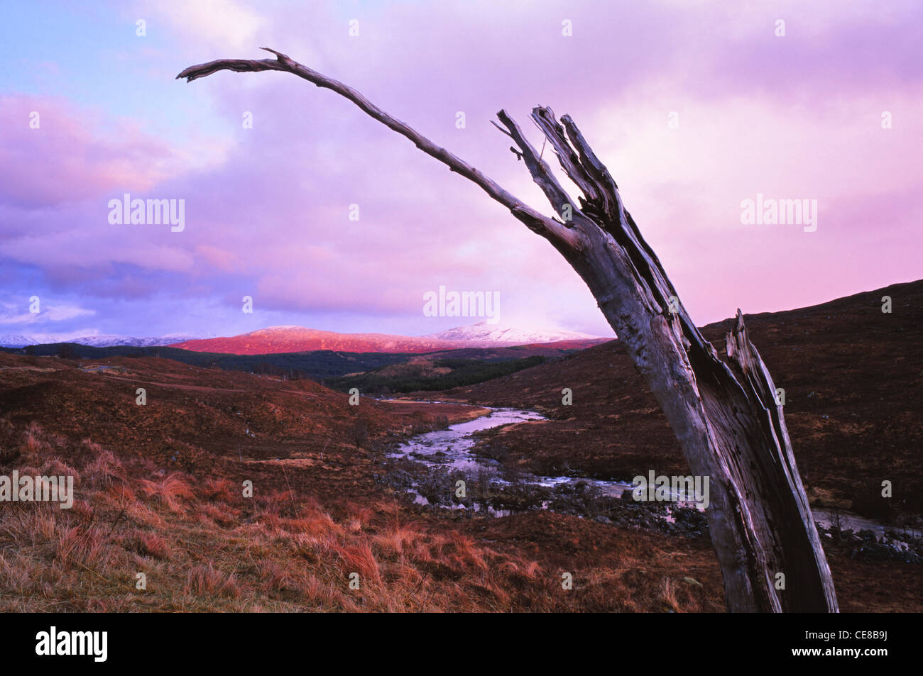 Dead Tree near Tomdoun, Scottish Highlands Scotland Stock Photo - Alamy