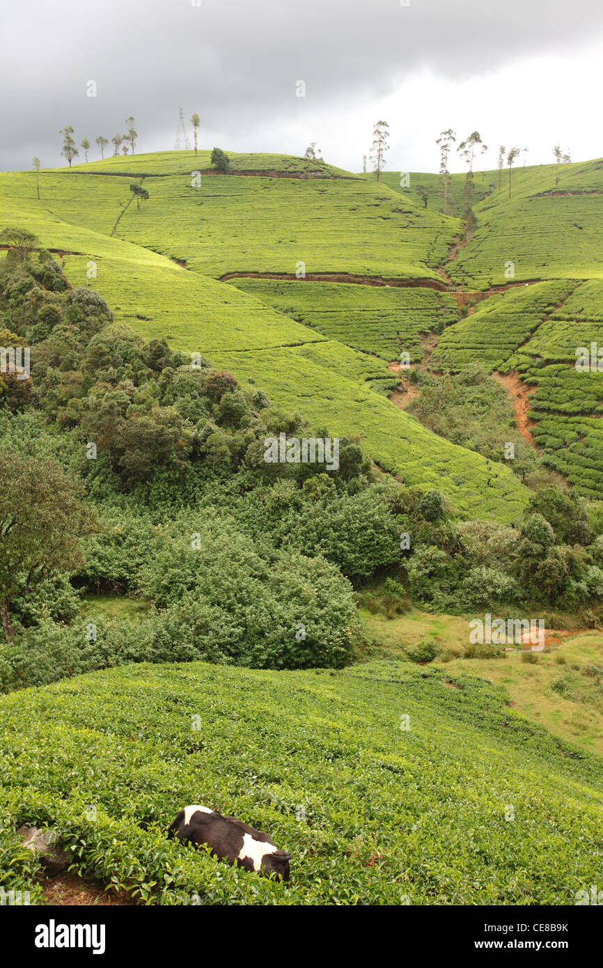 Sri Lanka Kandy Tea Estate High Resolution Stock Photography and Images ...