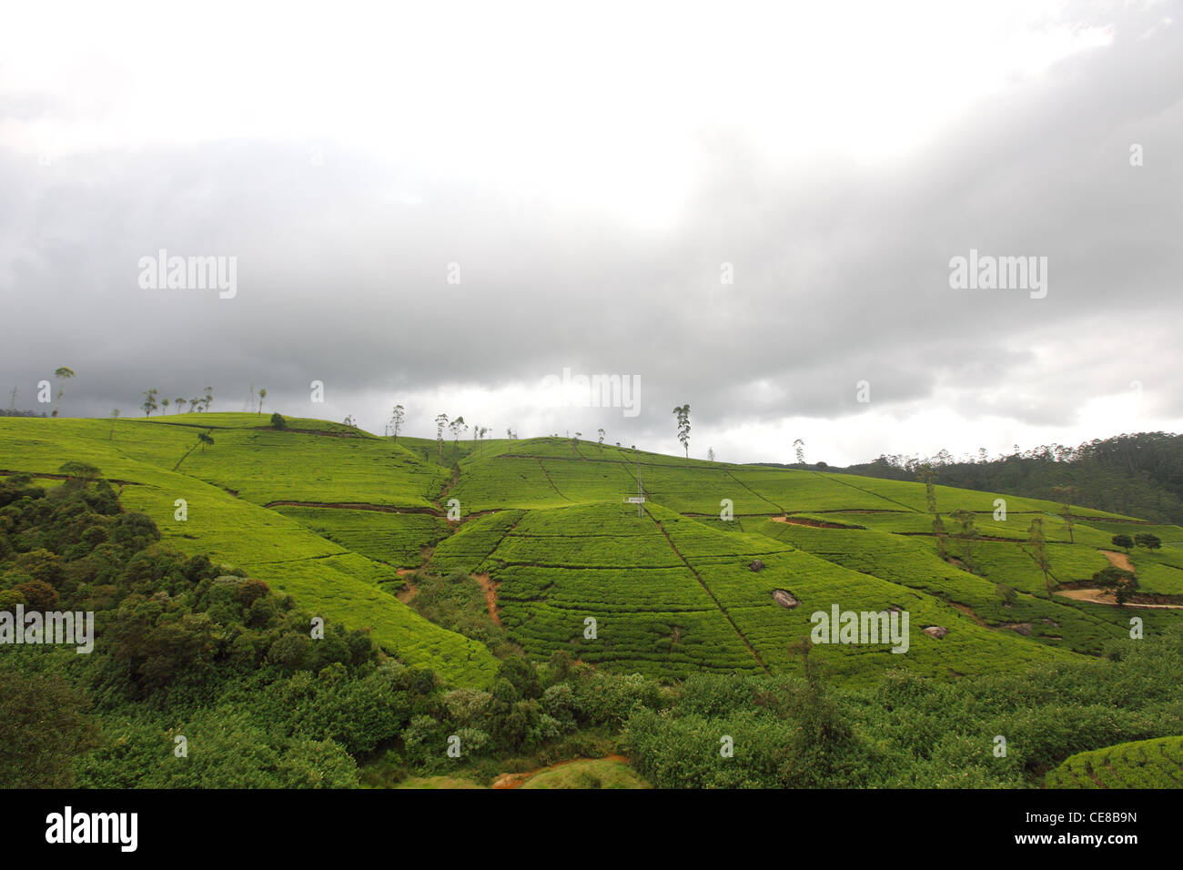 Sri Lanka Kandy Tea Estate High Resolution Stock Photography and Images ...