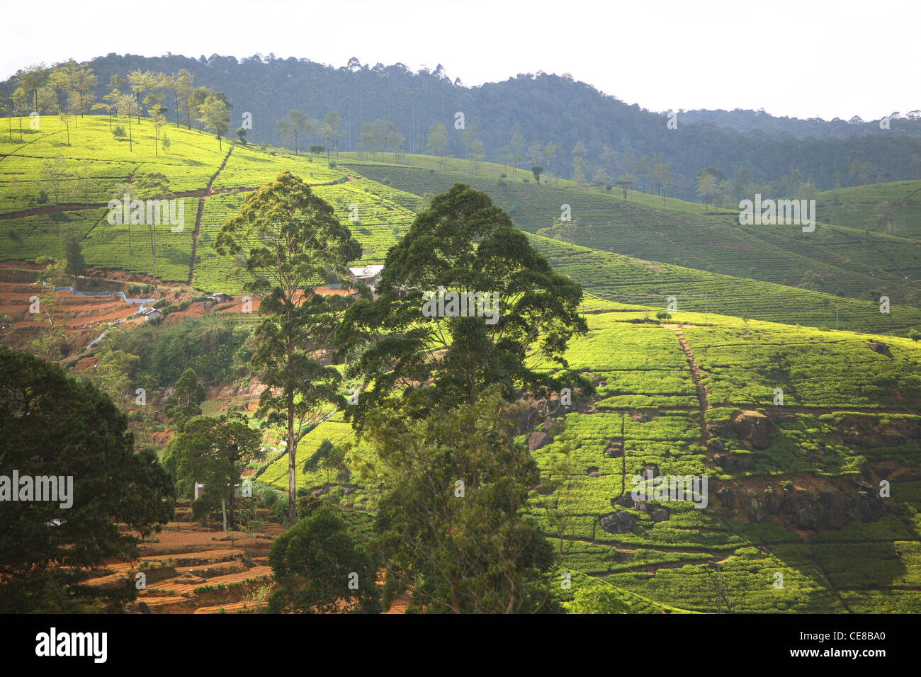 Tea estate sri lanka hi-res stock photography and images - Alamy