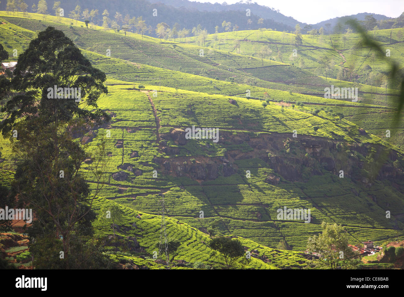 Sri Lanka Kandy Tea Estate High Resolution Stock Photography and Images ...