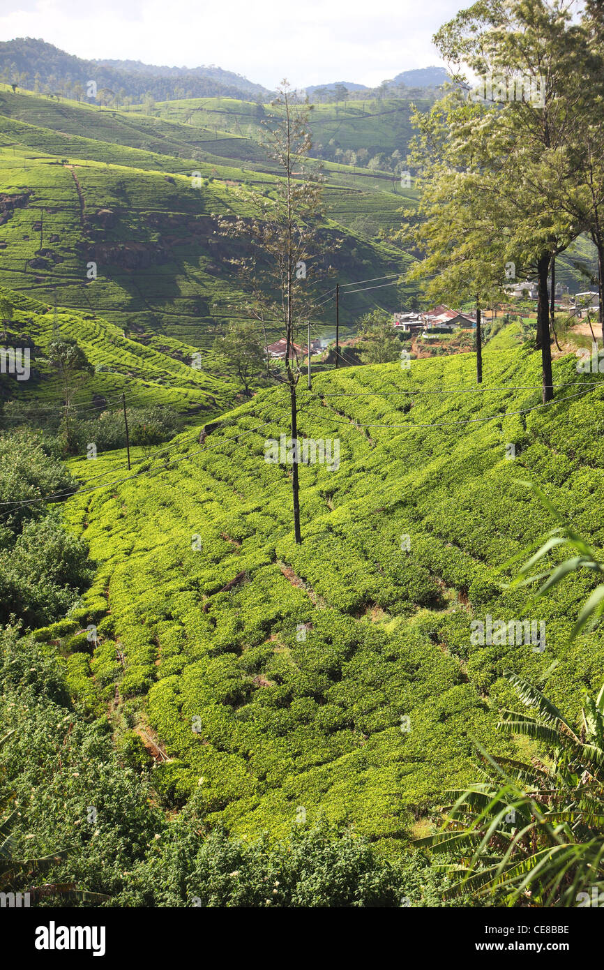 Sri Lanka, Central Province, south of Kandy, tea estate, Nuwara Eliya ...