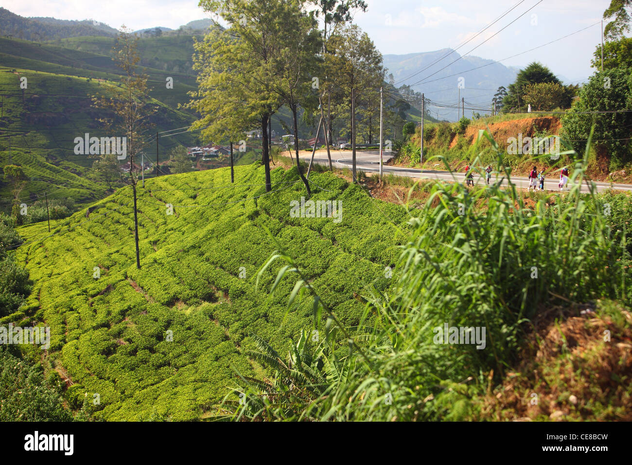 Sri Lanka Kandy Tea Estate High Resolution Stock Photography and Images ...