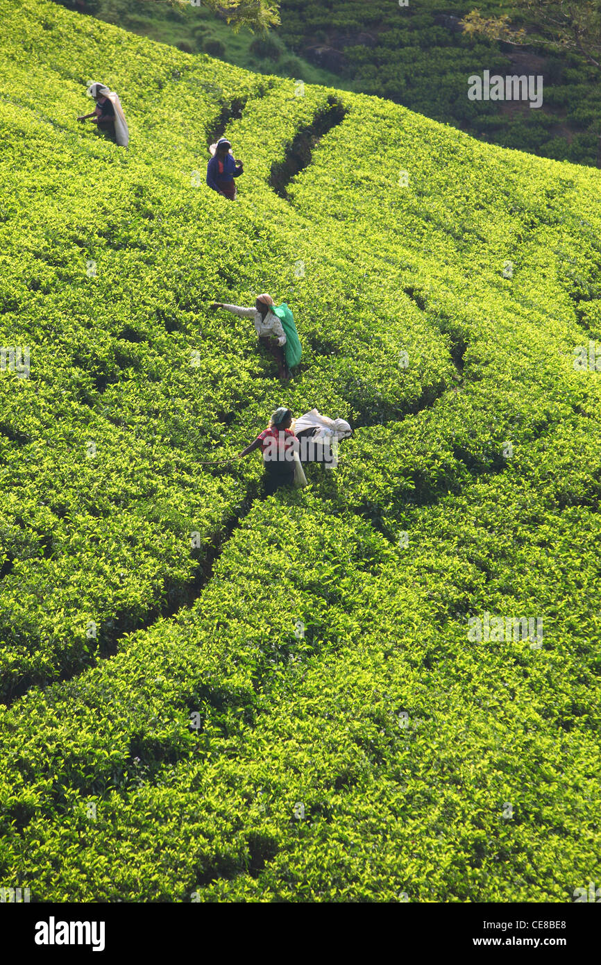 Kandy tea plantation hi-res stock photography and images - Alamy