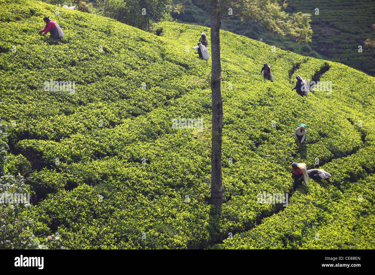 Sri Lanka, Central Province, south of Kandy, tea plantation, woman ...