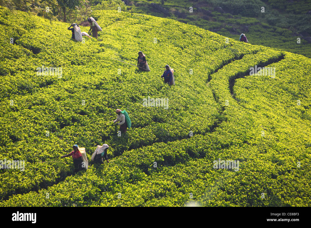 Sri Lanka, Central Province, south of Kandy, tea plantation, woman ...