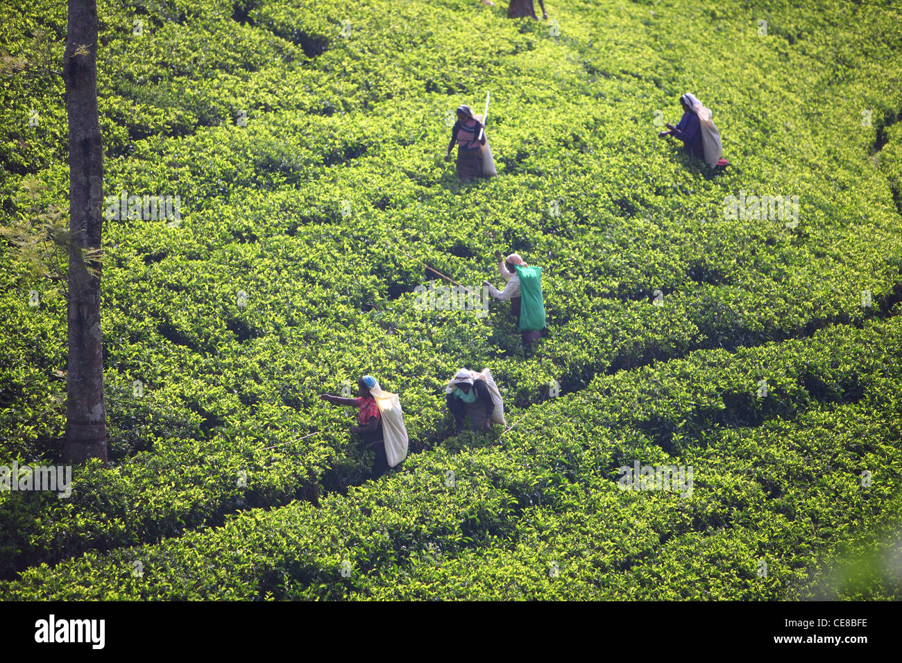 Sri Lanka, Central Province, south of Kandy, tea plantation, woman ...
