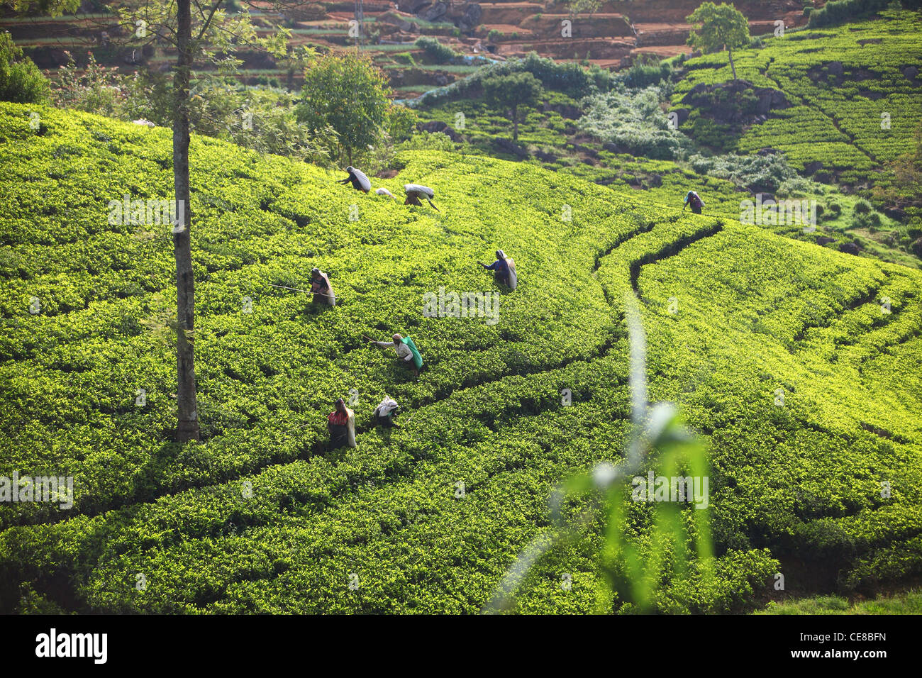 Sri Lanka, Central Province, south of Kandy, tea plantation, woman ...