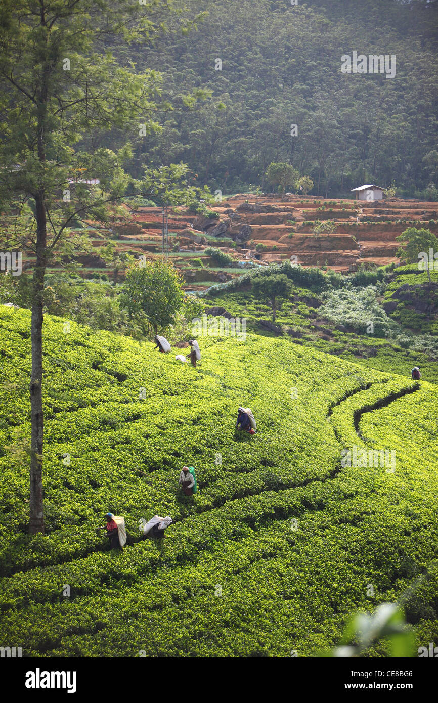 Sri Lanka, Central Province, south of Kandy, tea plantation, woman ...