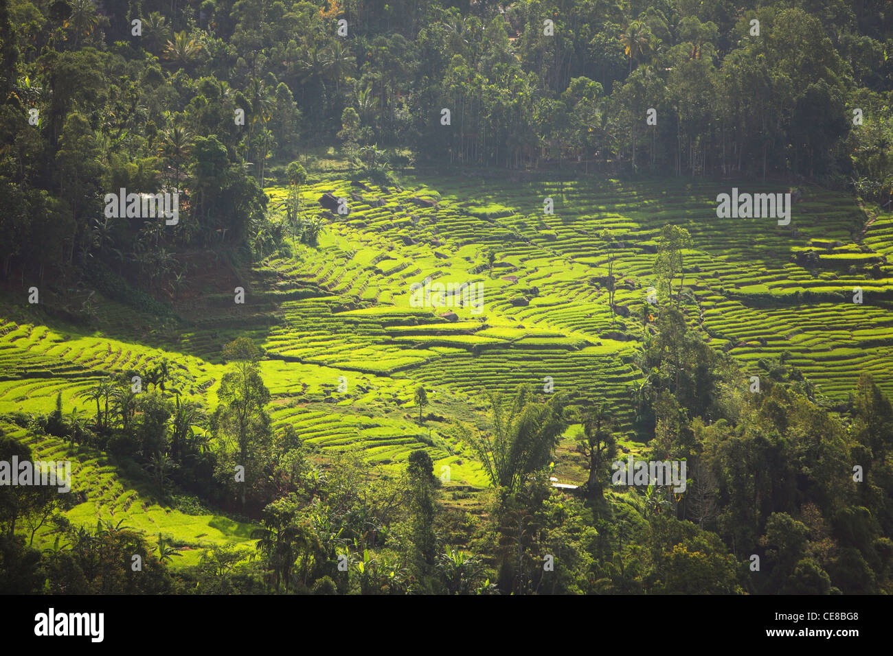 Hillside rice paddy hi-res stock photography and images - Alamy