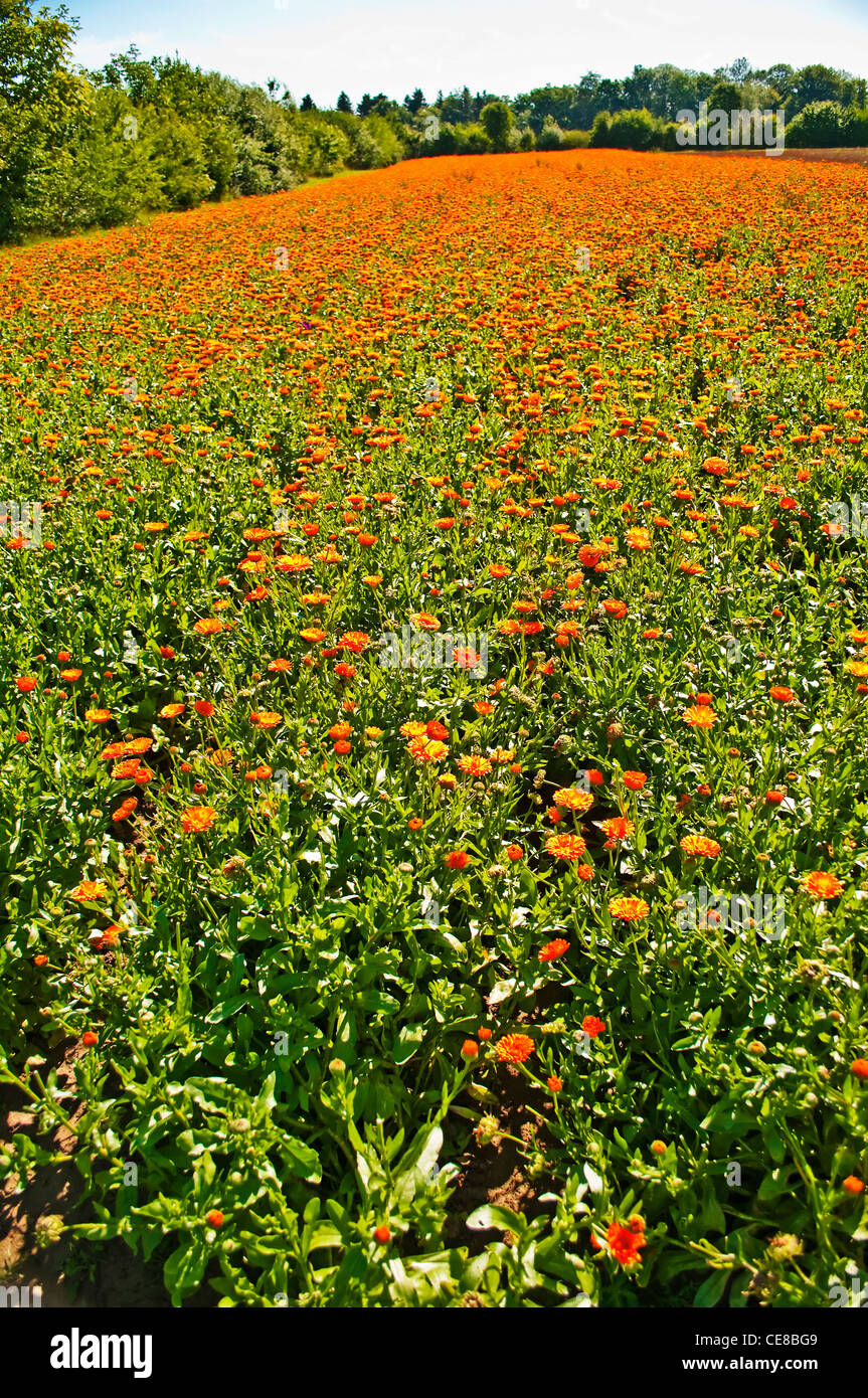 Marigold Cultivation High Resolution Stock Photography and Images - Alamy