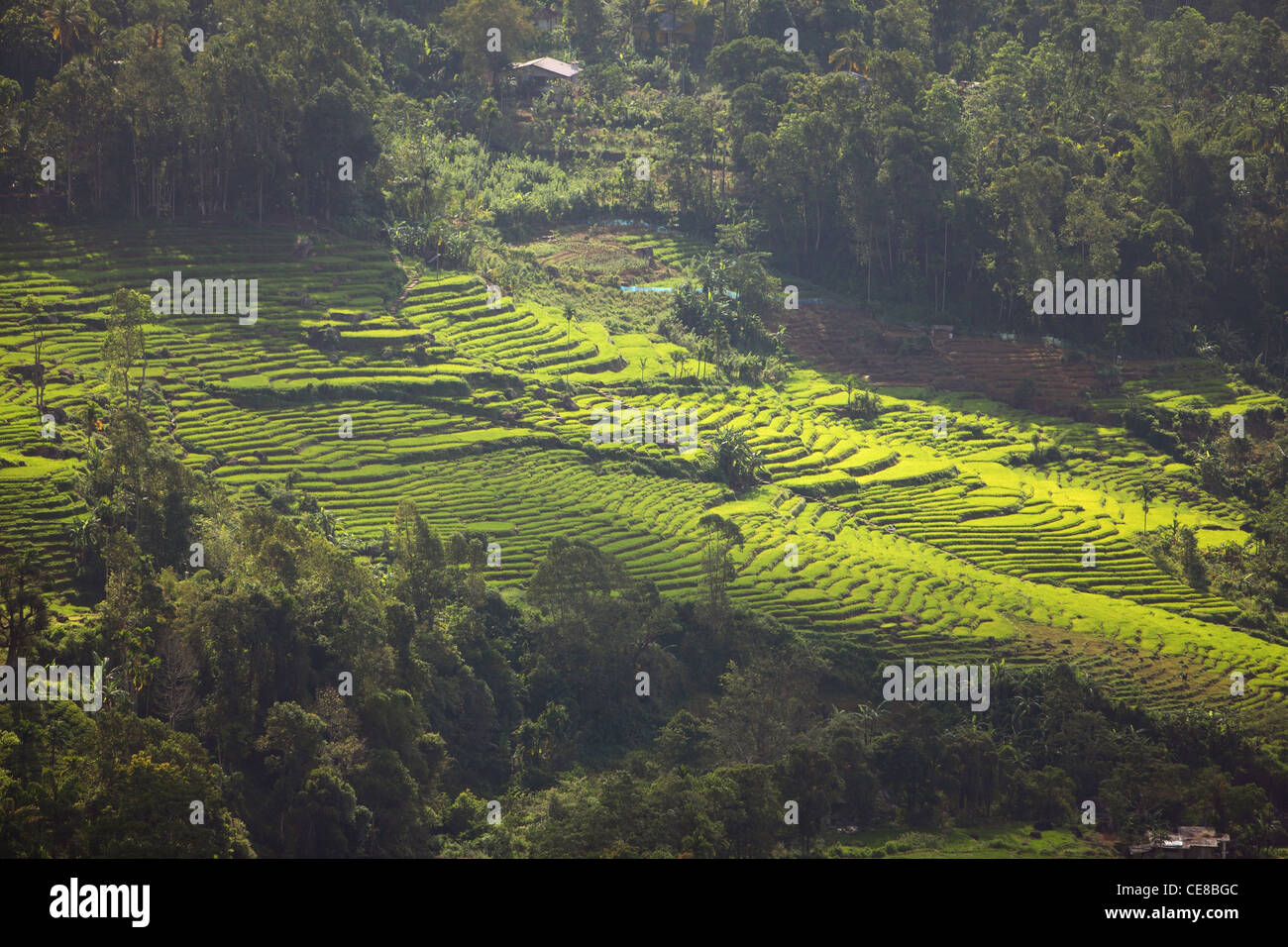 Sri Lanka, Central Province, south of Kandy, rice paddy, rice fiels ...