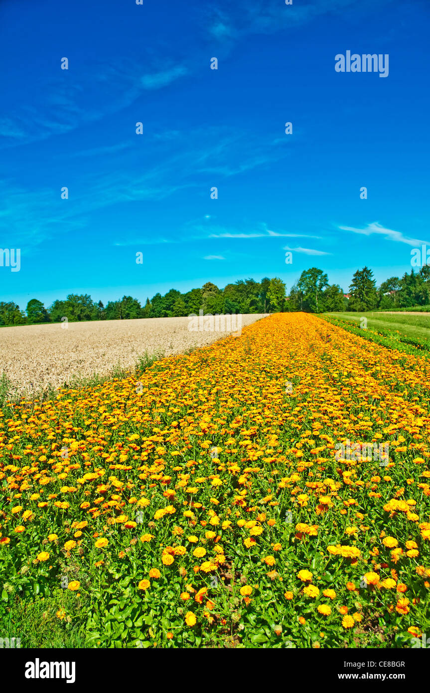 Marigold cultivation hi-res stock photography and images - Alamy