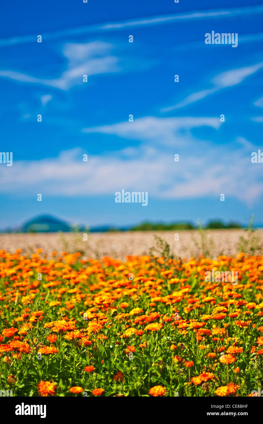 Marigold cultivation hi-res stock photography and images - Alamy