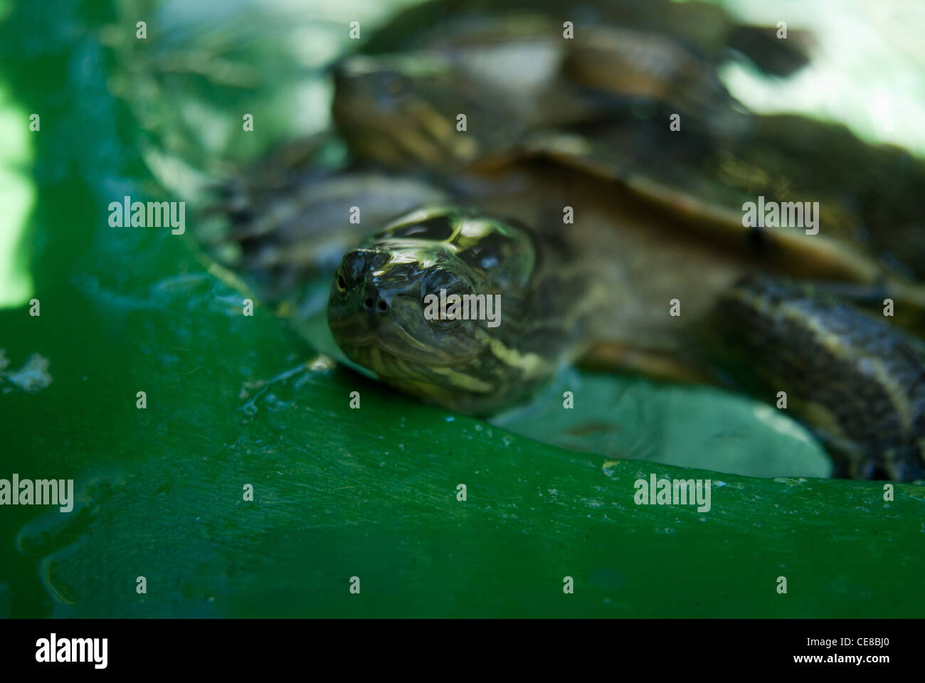 Cuba turtle hi-res stock photography and images - Alamy