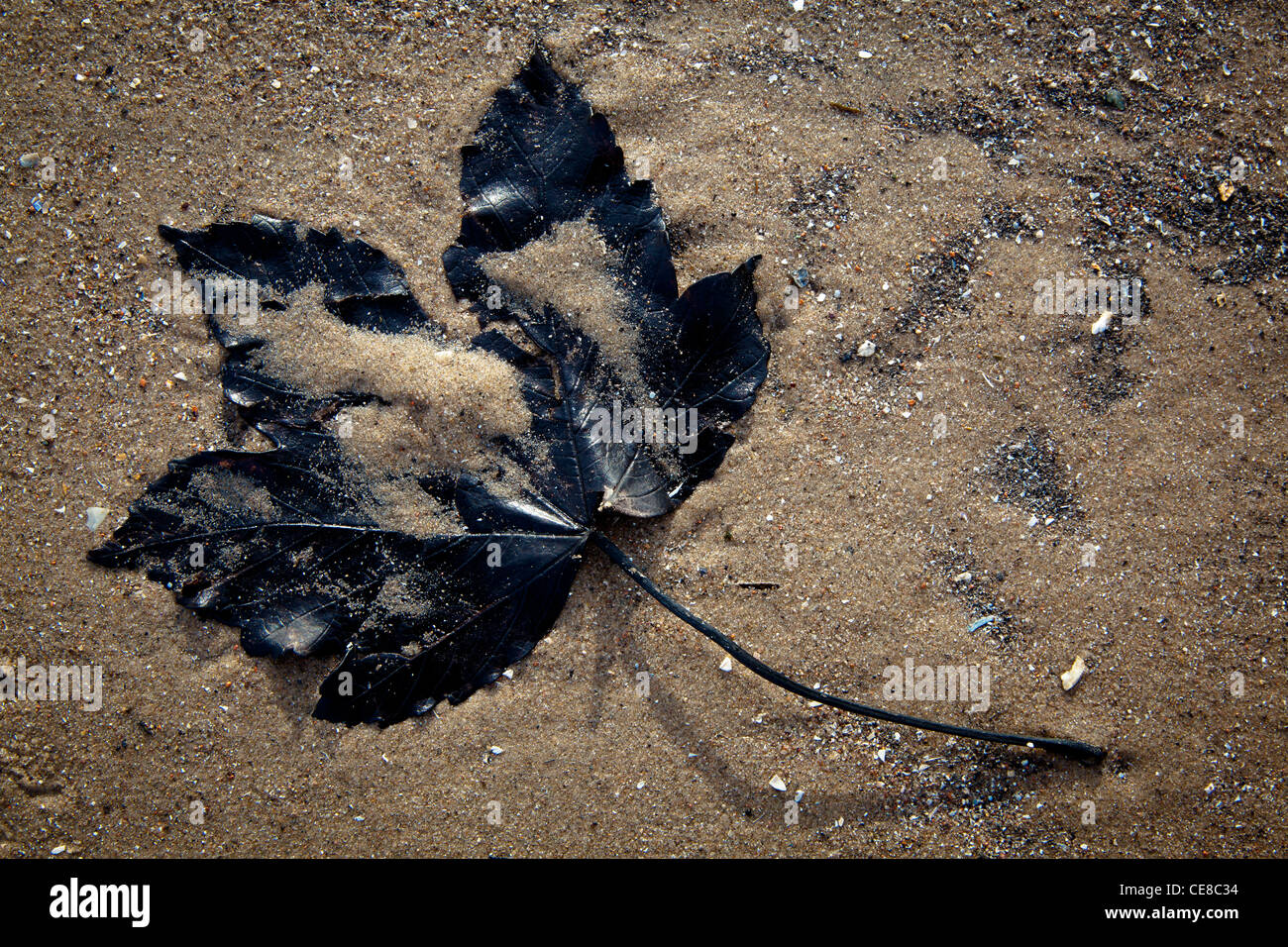 leaf on a beach Stock Photo - Alamy