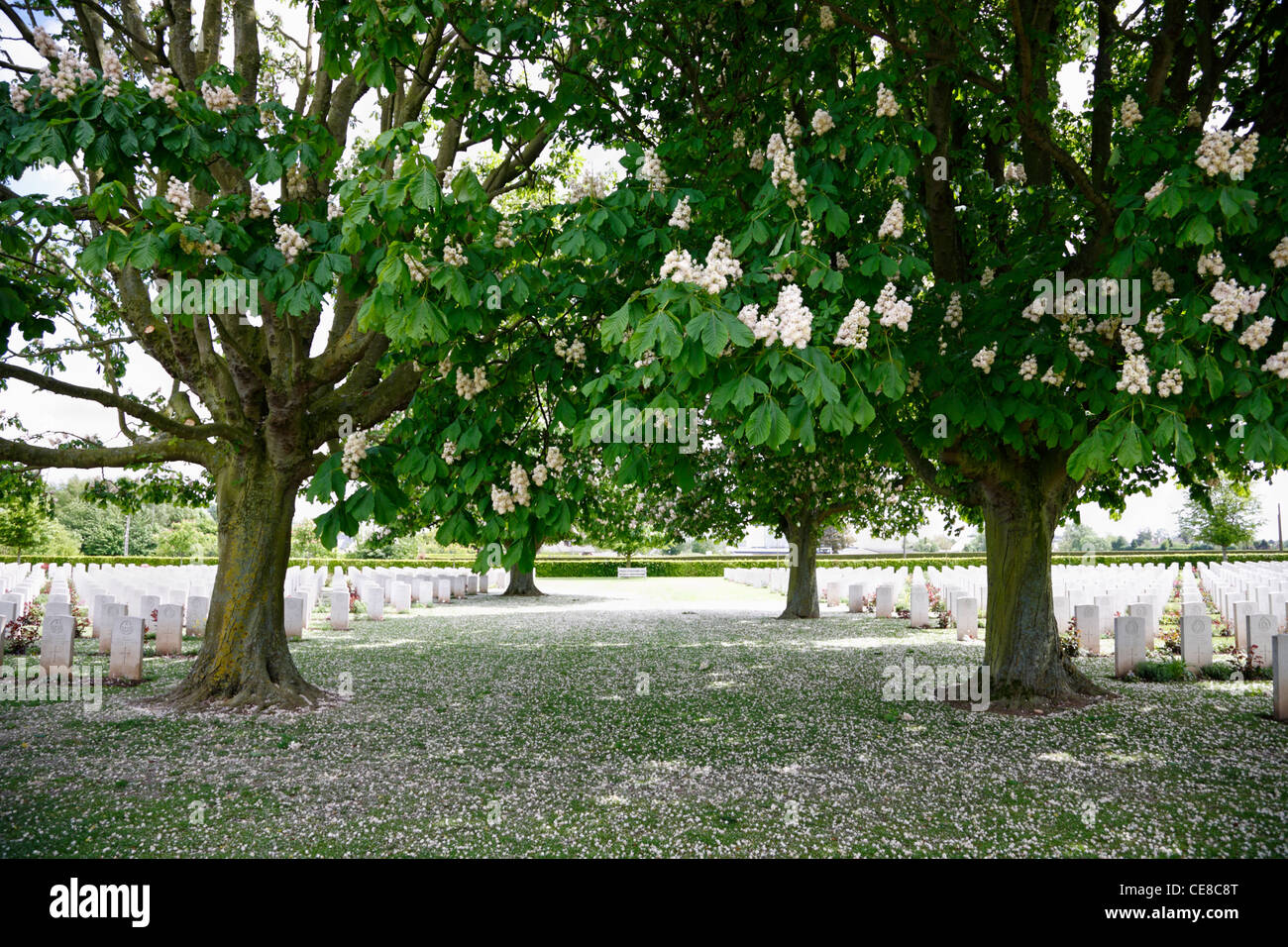 Graves under blooming chestnut trees at Bayeux War Cemetery - The ...