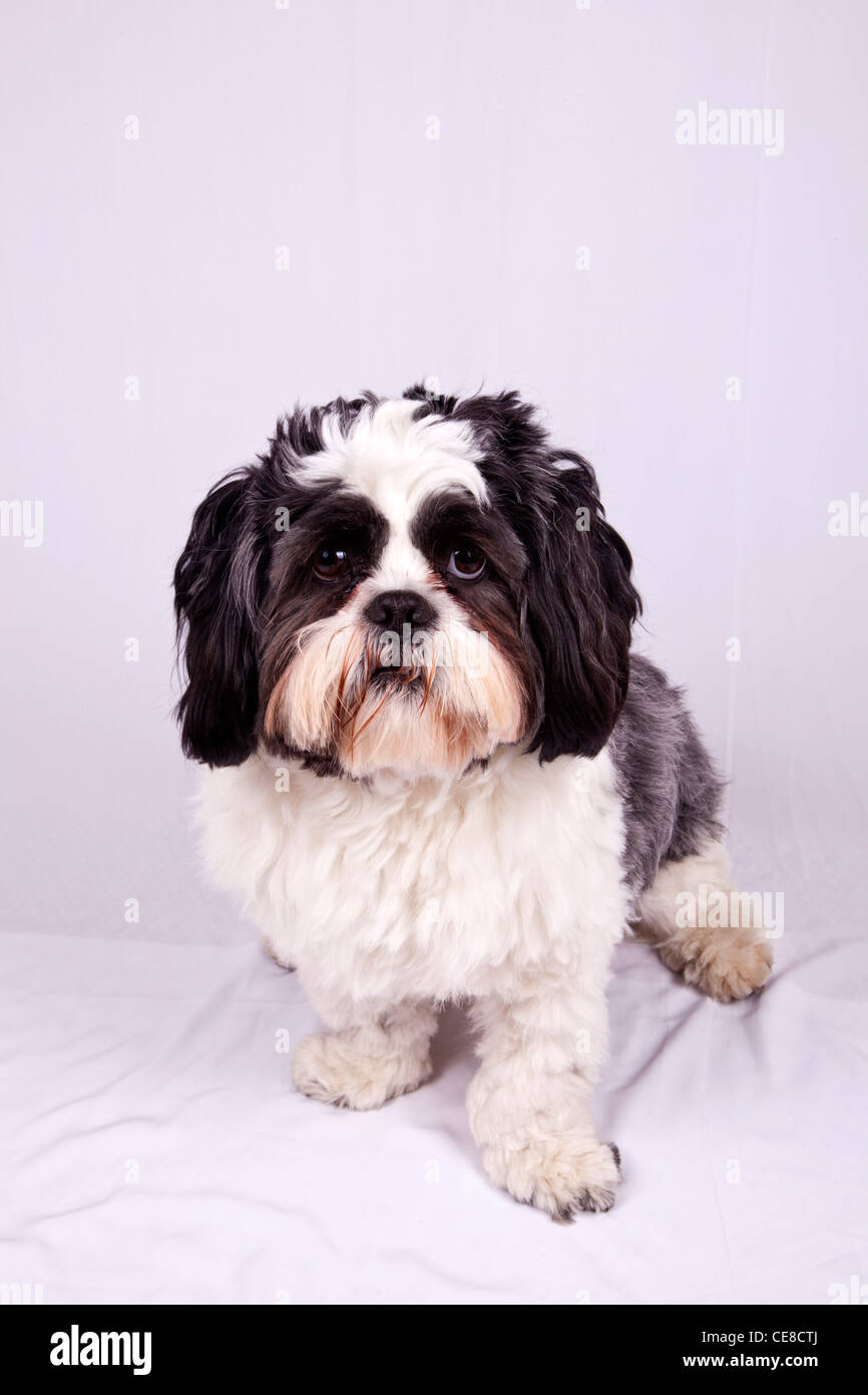 Lhasa apso dog portrait hi-res stock photography and images - Alamy