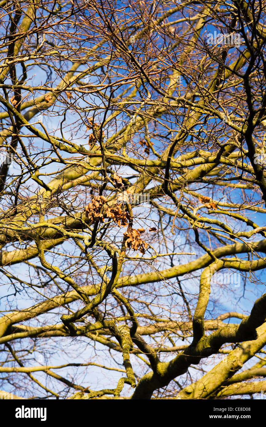 Fagus sylvatica in Winter. Winter sunlight on the branches of a Beech ...
