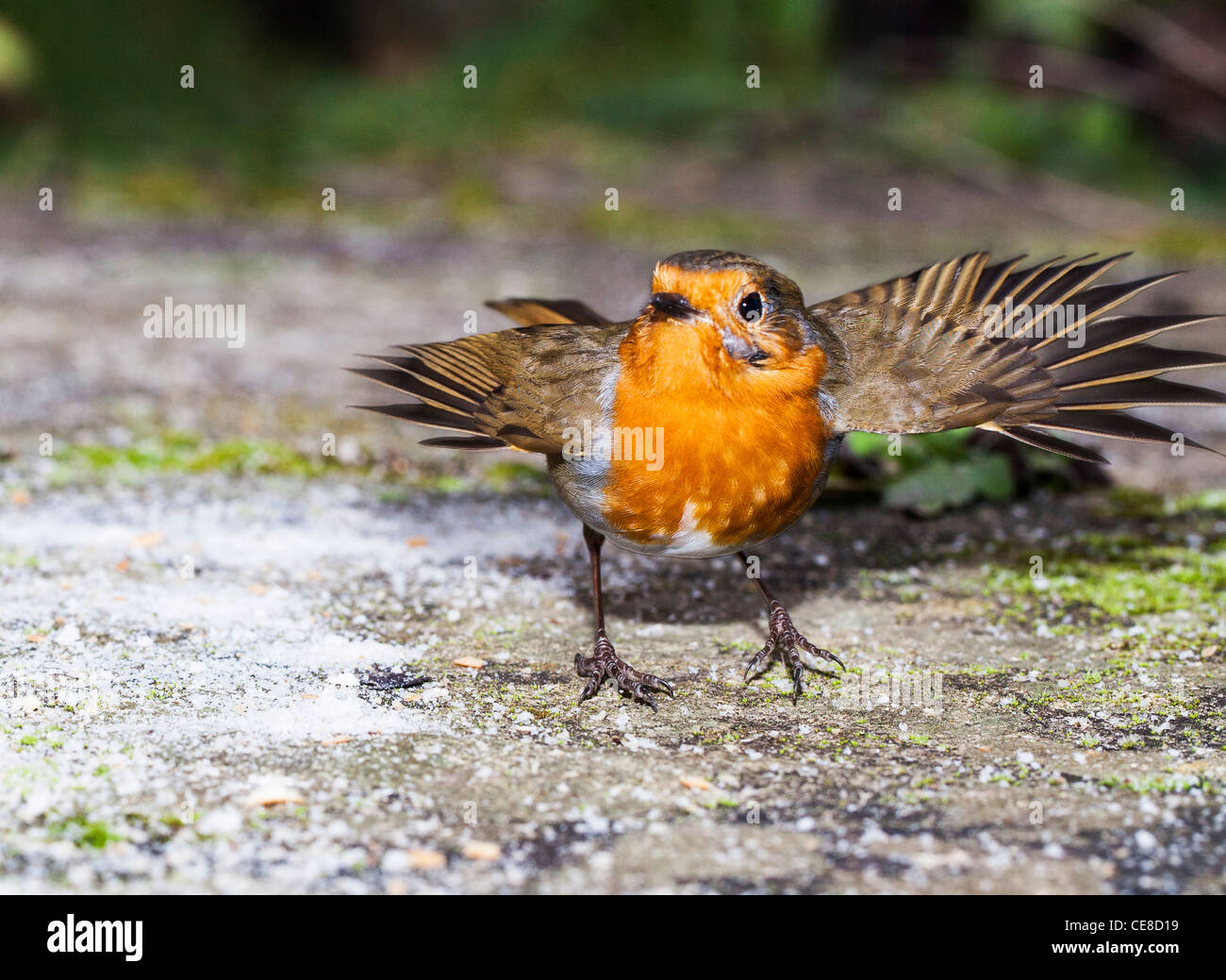 Startled bird hi-res stock photography and images - Alamy