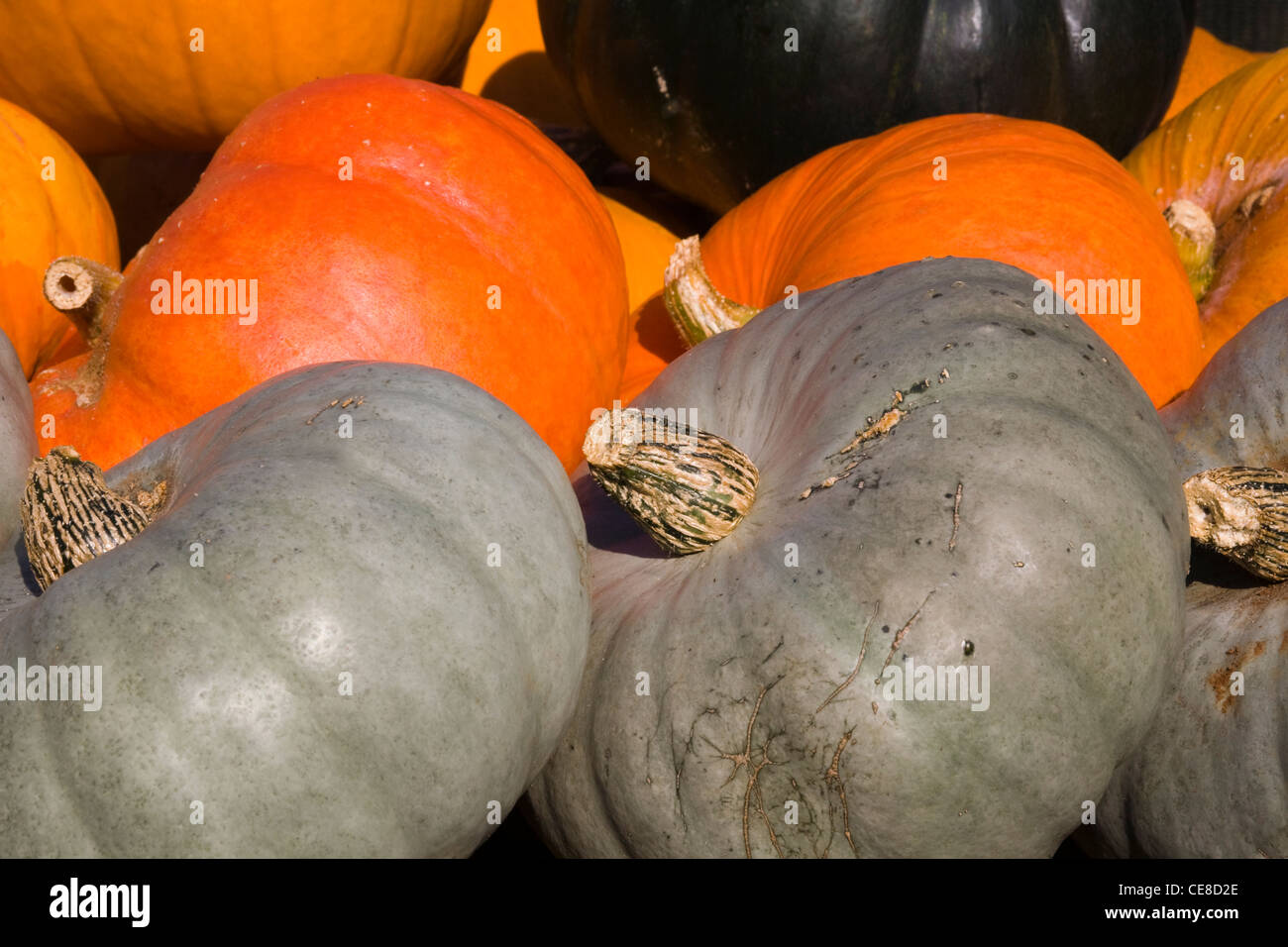 Cucurbita maxima. Squash harvest Stock Photo - Alamy