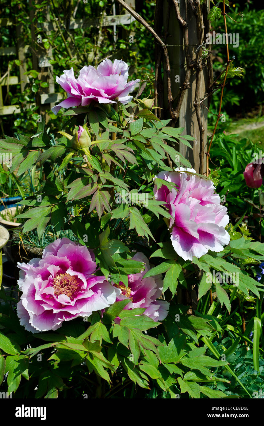 Tree peony flowers hi-res stock photography and images - Alamy