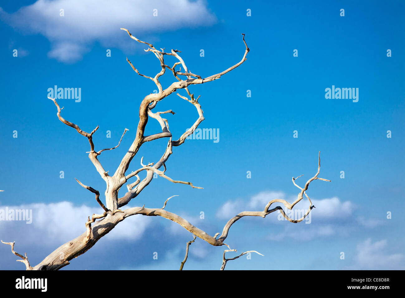 Dead and rotten tree hi-res stock photography and images - Alamy