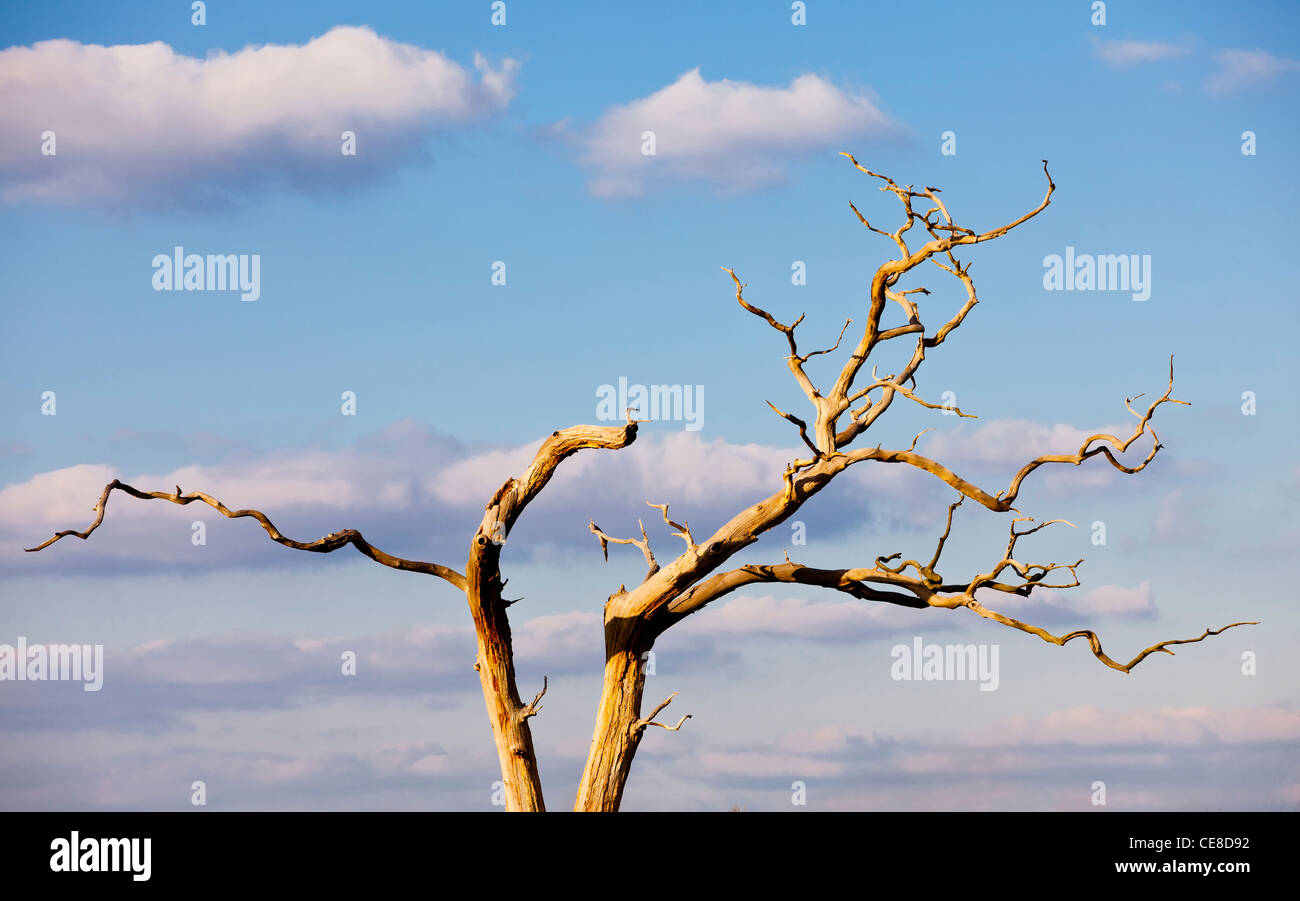 A dead tree still standing against a blue sky Stock Photo - Alamy