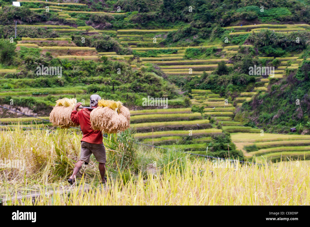 farmers are carrying bundles of harvested rice over shoulder, in ...