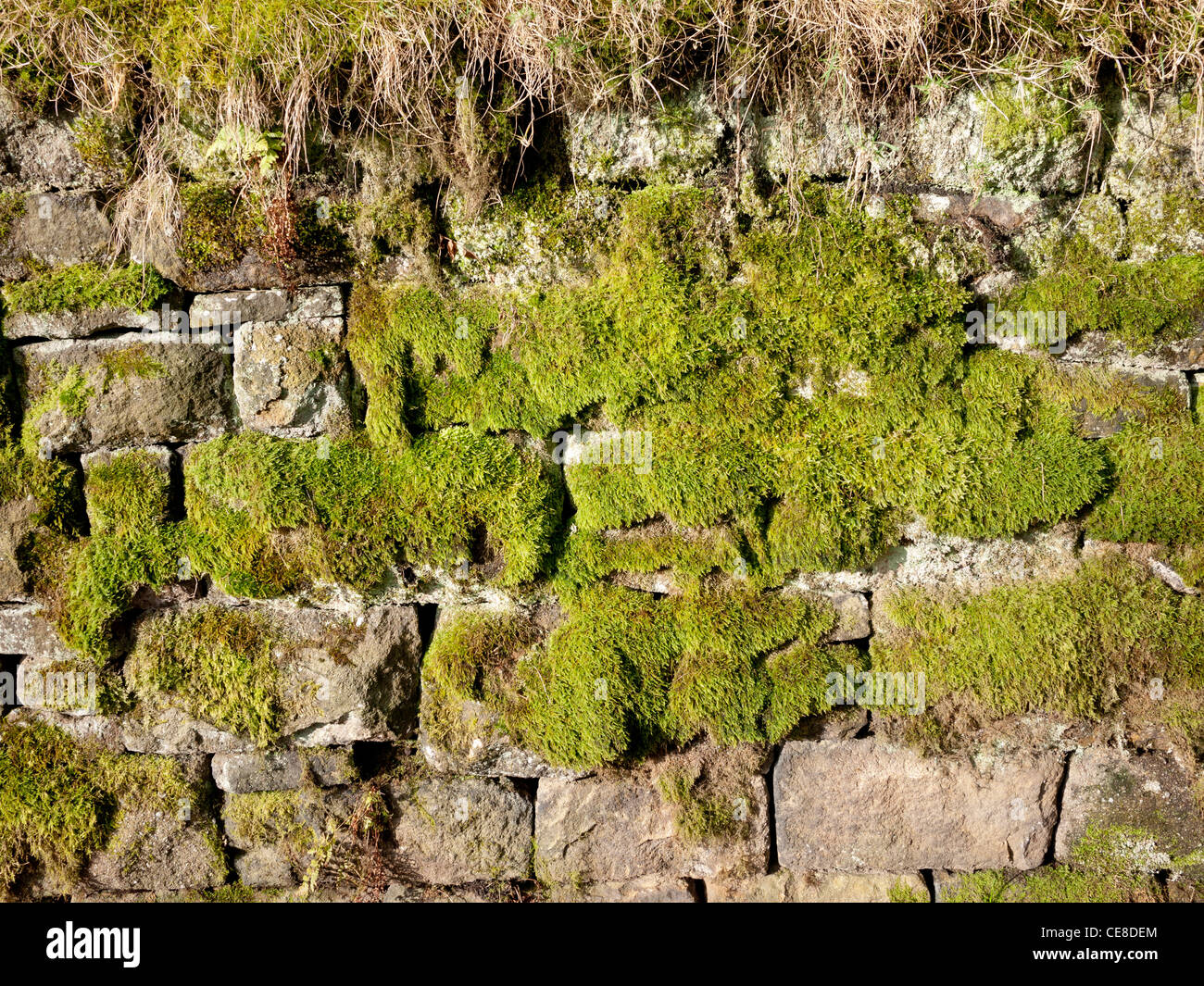 Lichen stone wall hi-res stock photography and images - Alamy