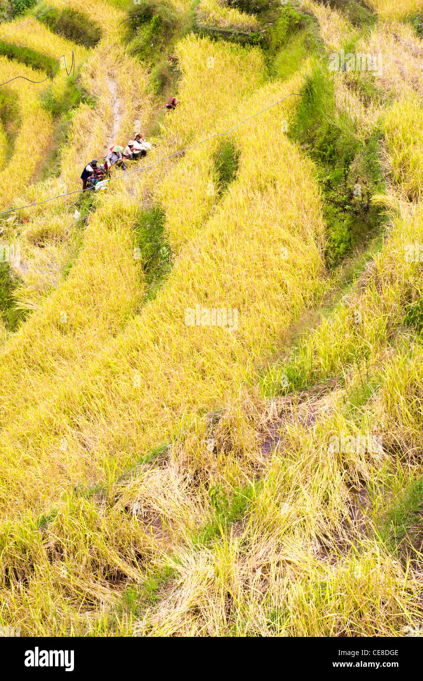 Rice field philippines hi-res stock photography and images - Alamy